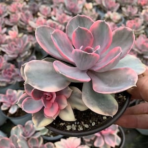 Live Succulents -rare Succulents -multihead Succulents -echeveria ...