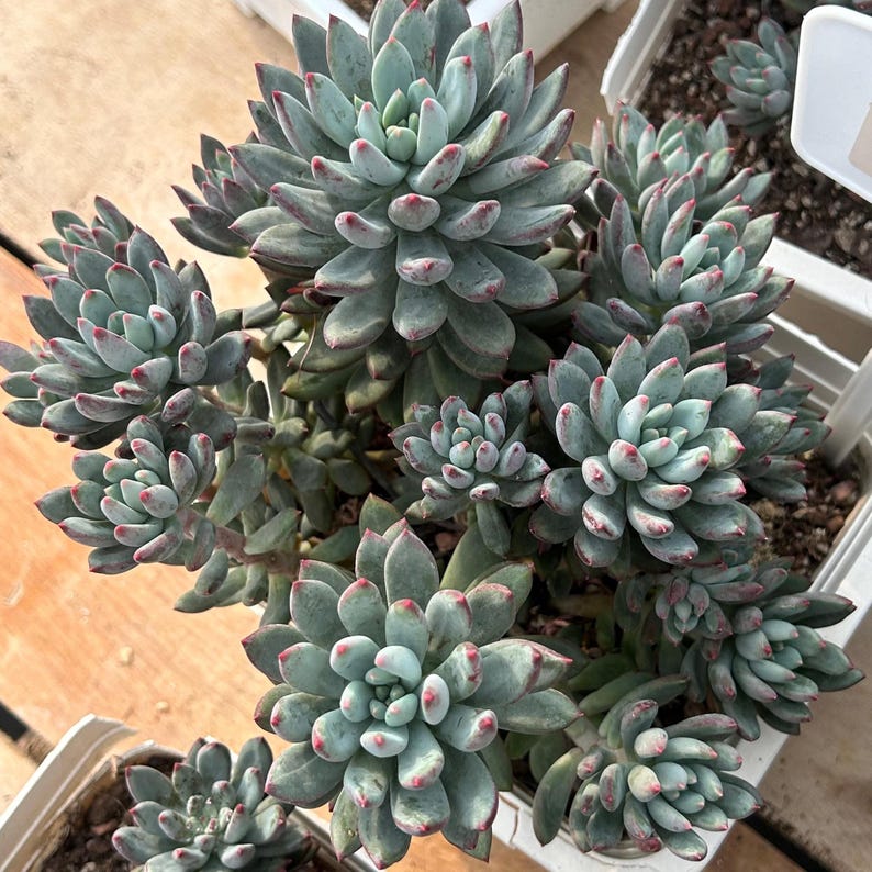 Live Succulents -rare Succulents - Echeveria Dragonfly - Etsy