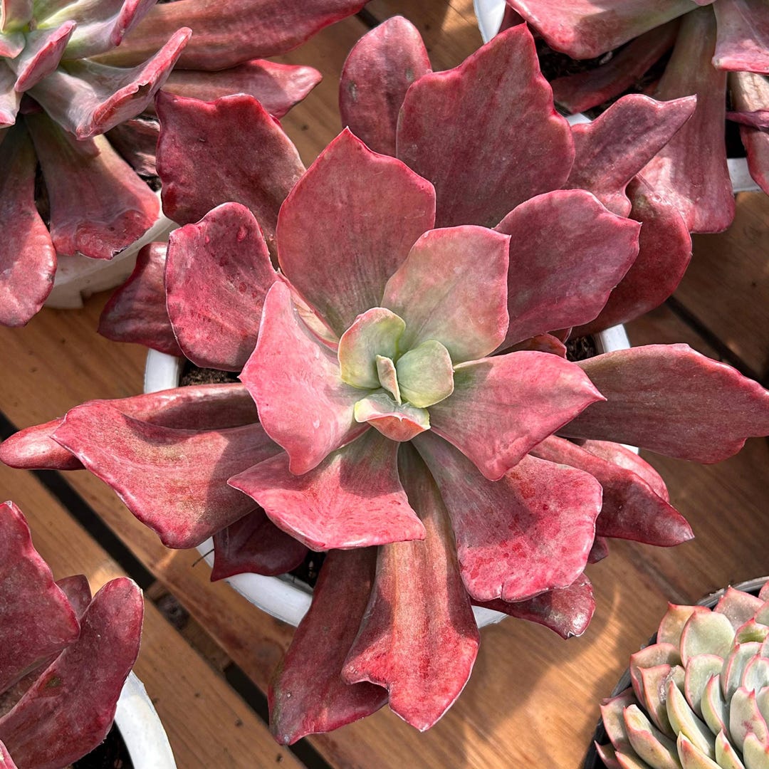 Live Succulents -rare Succulents -multihead Succulents - Echeveria ...