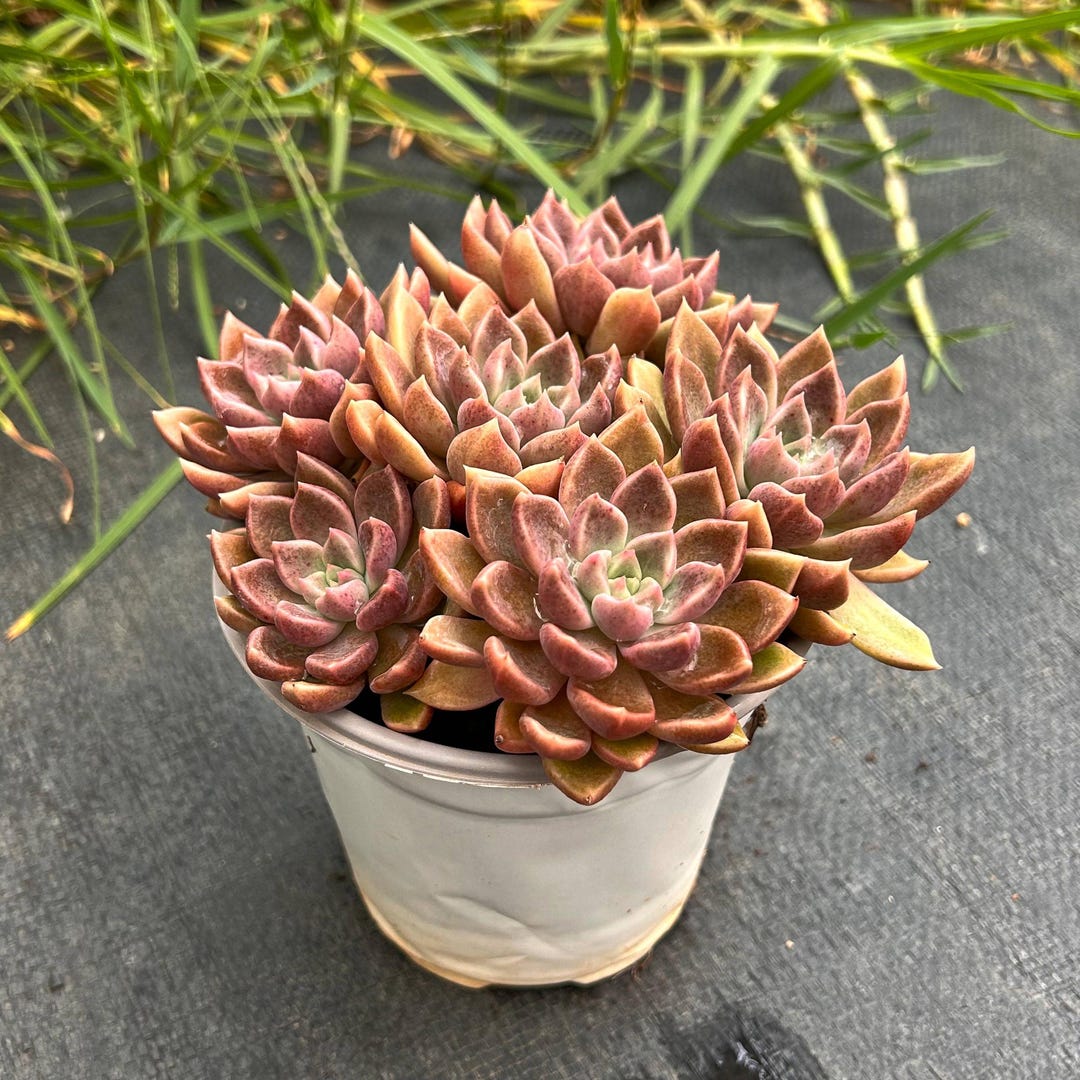 Live Succulents -rare Succulents - Echeveria Arzee - Etsy