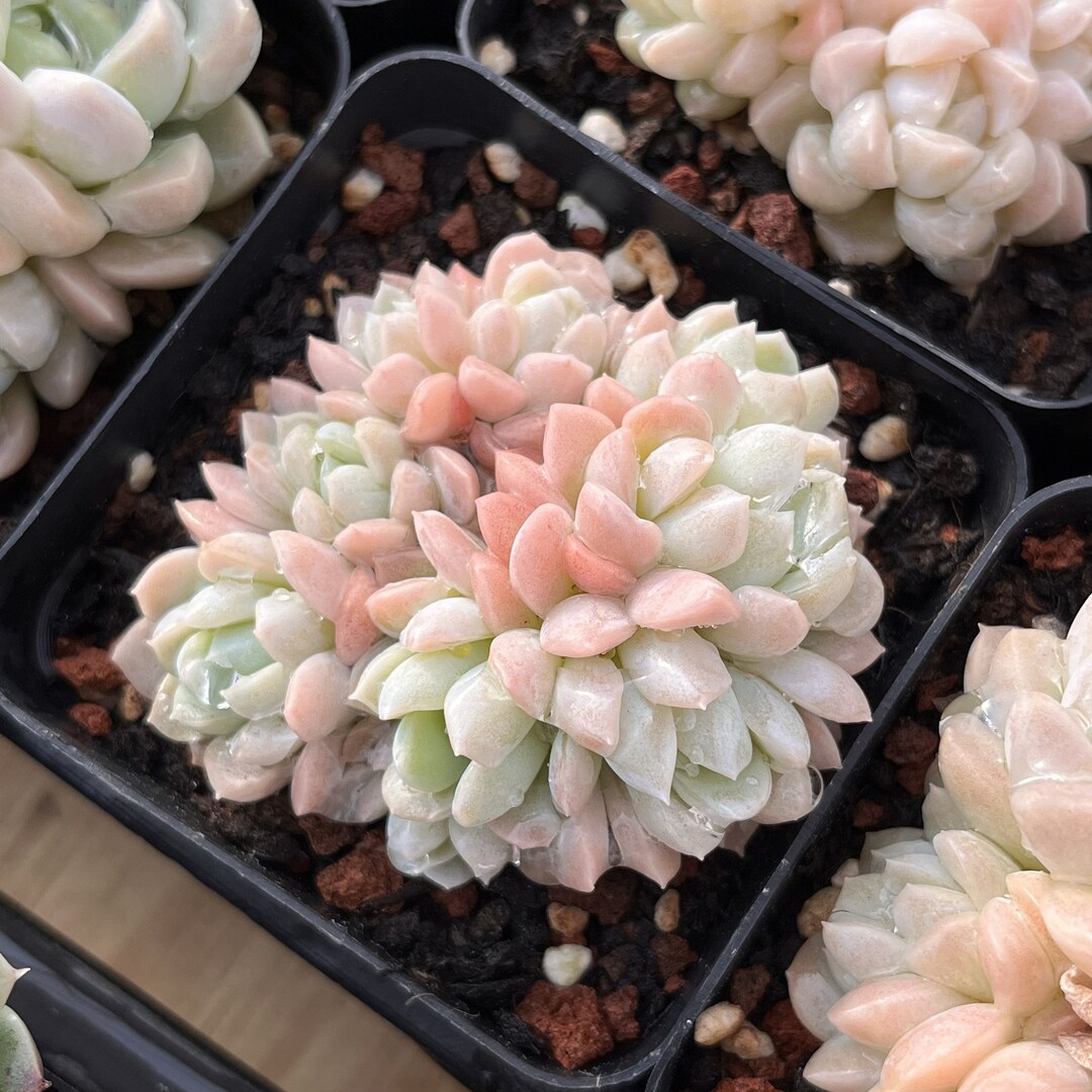 Live Succulents -rare Succulents - Echeveria Cream Beauty - Etsy