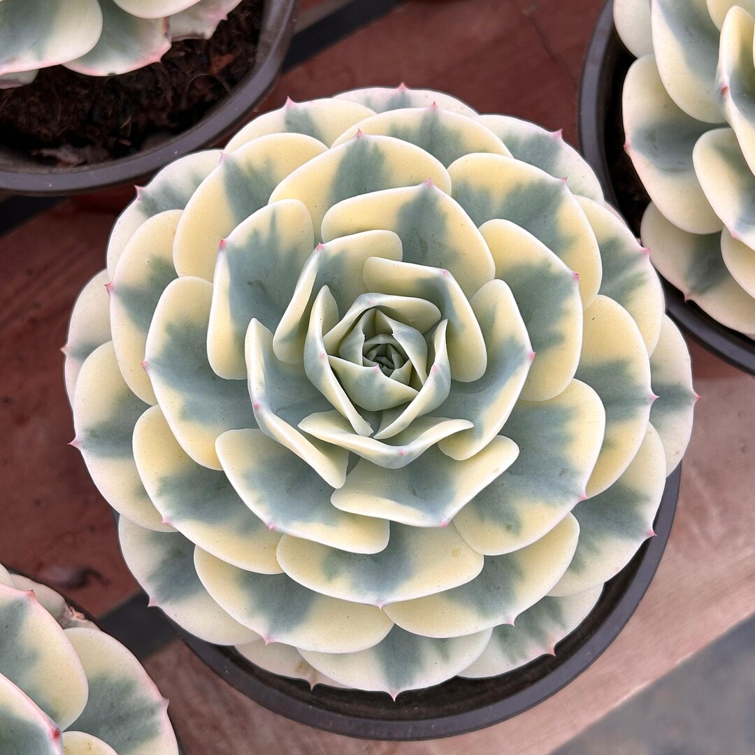 Live Succulents -rare Succulents - Echeveria Lenore Dean Variegated - Etsy