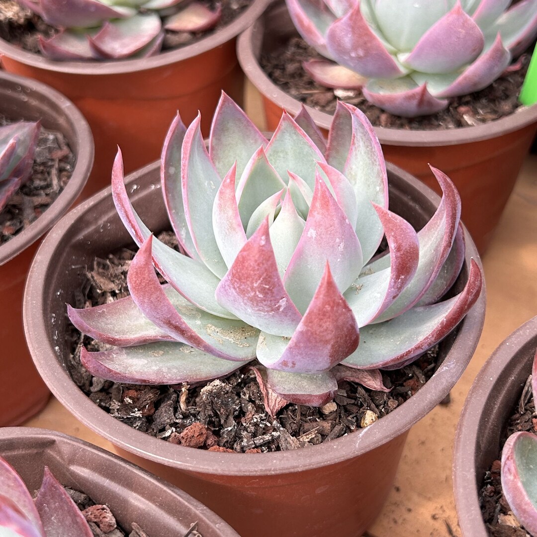 Live Succulents -rare Succulents - Echeveria Agavoides Casio - Etsy