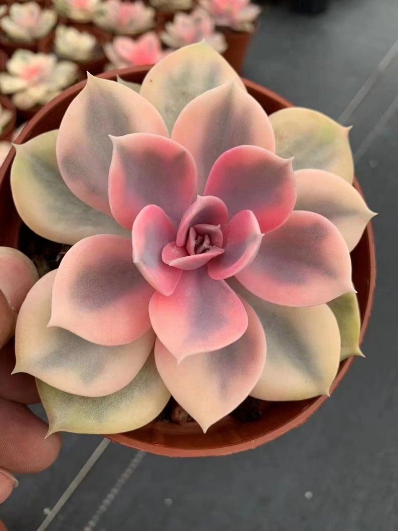 Live Succulents -rare Succulents -echeveria Rainbow - Etsy