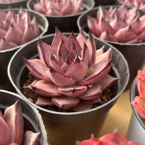 Echeveria Agavoides 'romeo' , Rare Live Succulent - Etsy