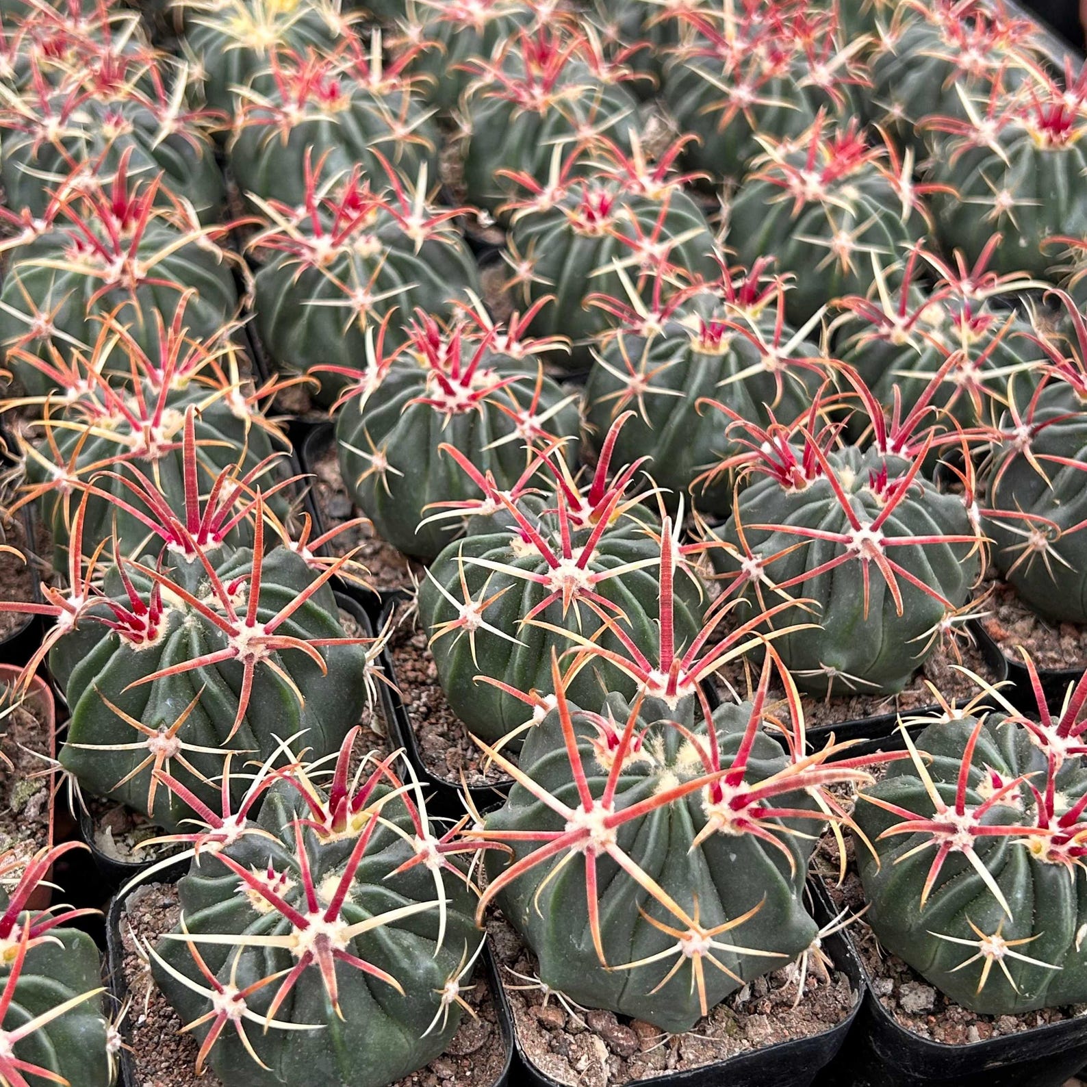 Live Cactus-rare Cactus-ferocactus Latispinus - Etsy