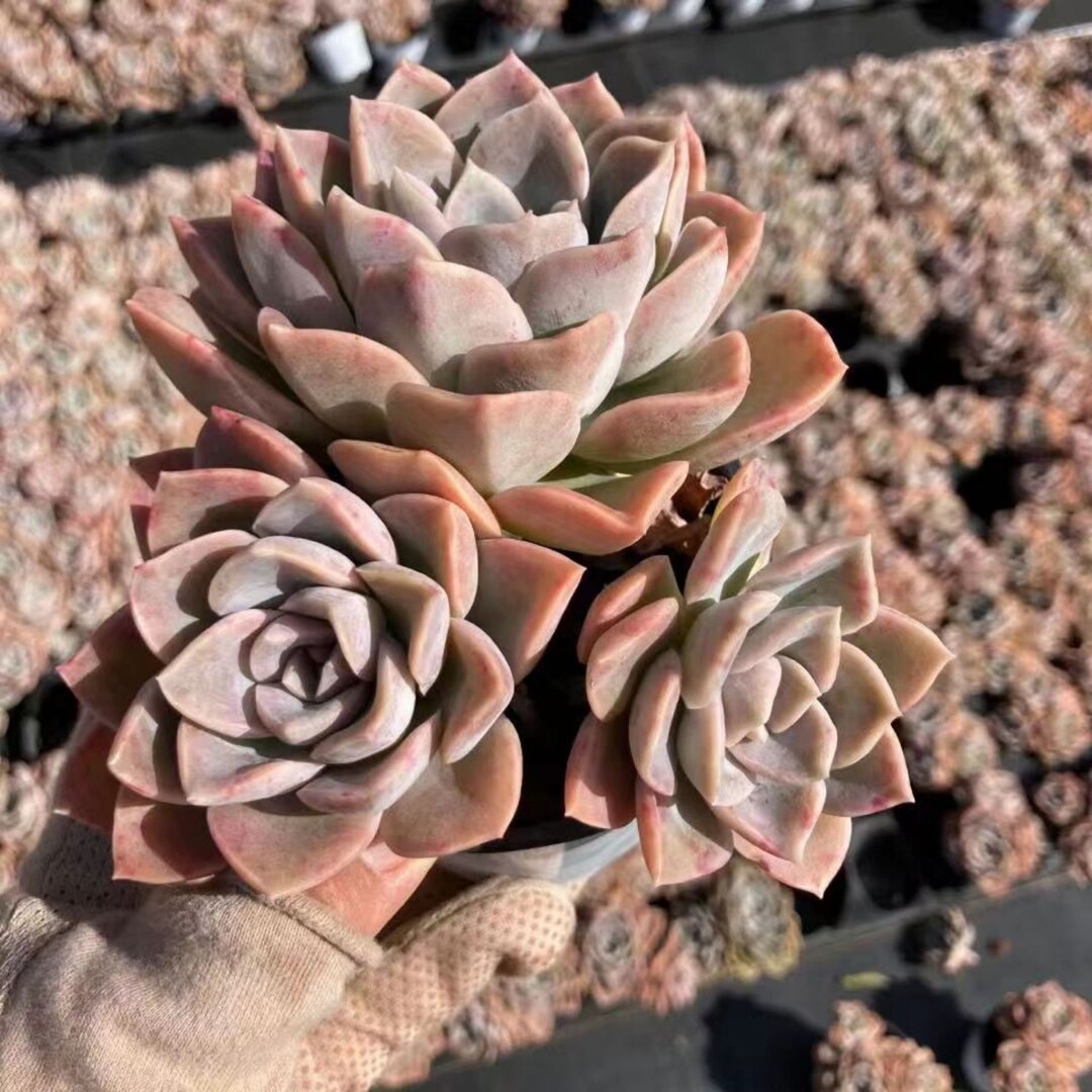 Live Succulents -rare Succulents -multihead Succulents -graptoveria ...