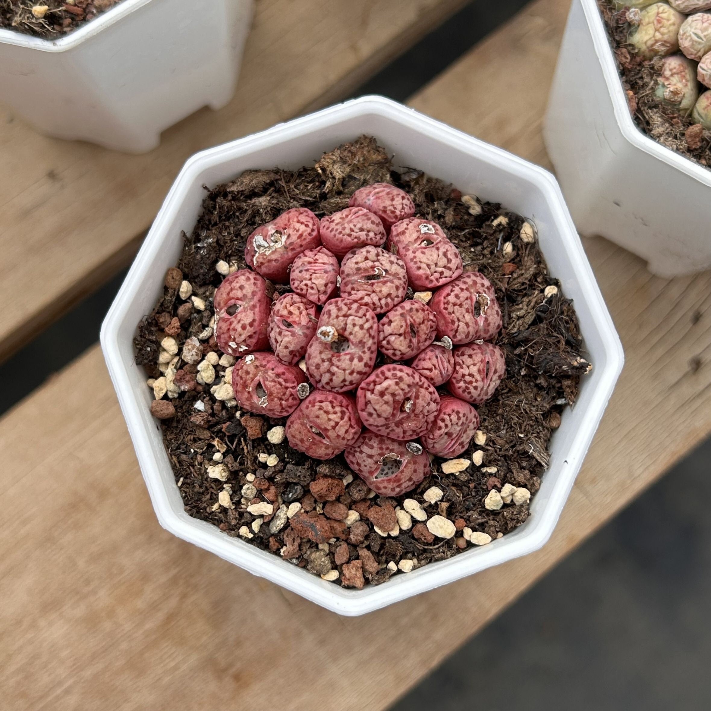 Live Succulents -rare Succulents -conophytum Minimum Wittebergense - Etsy