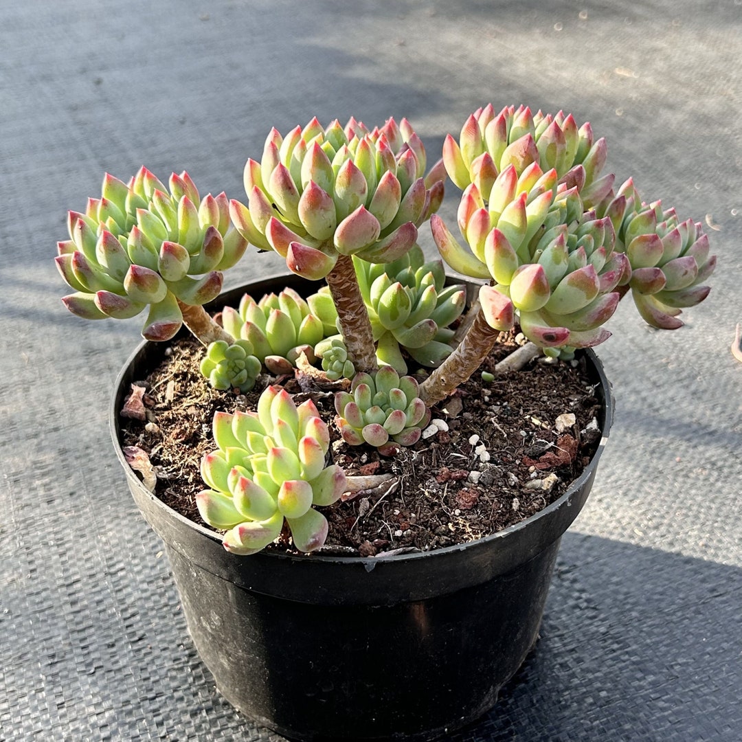 Live Succulents -rare Succulents - Sedeveria Blue Apple - Etsy