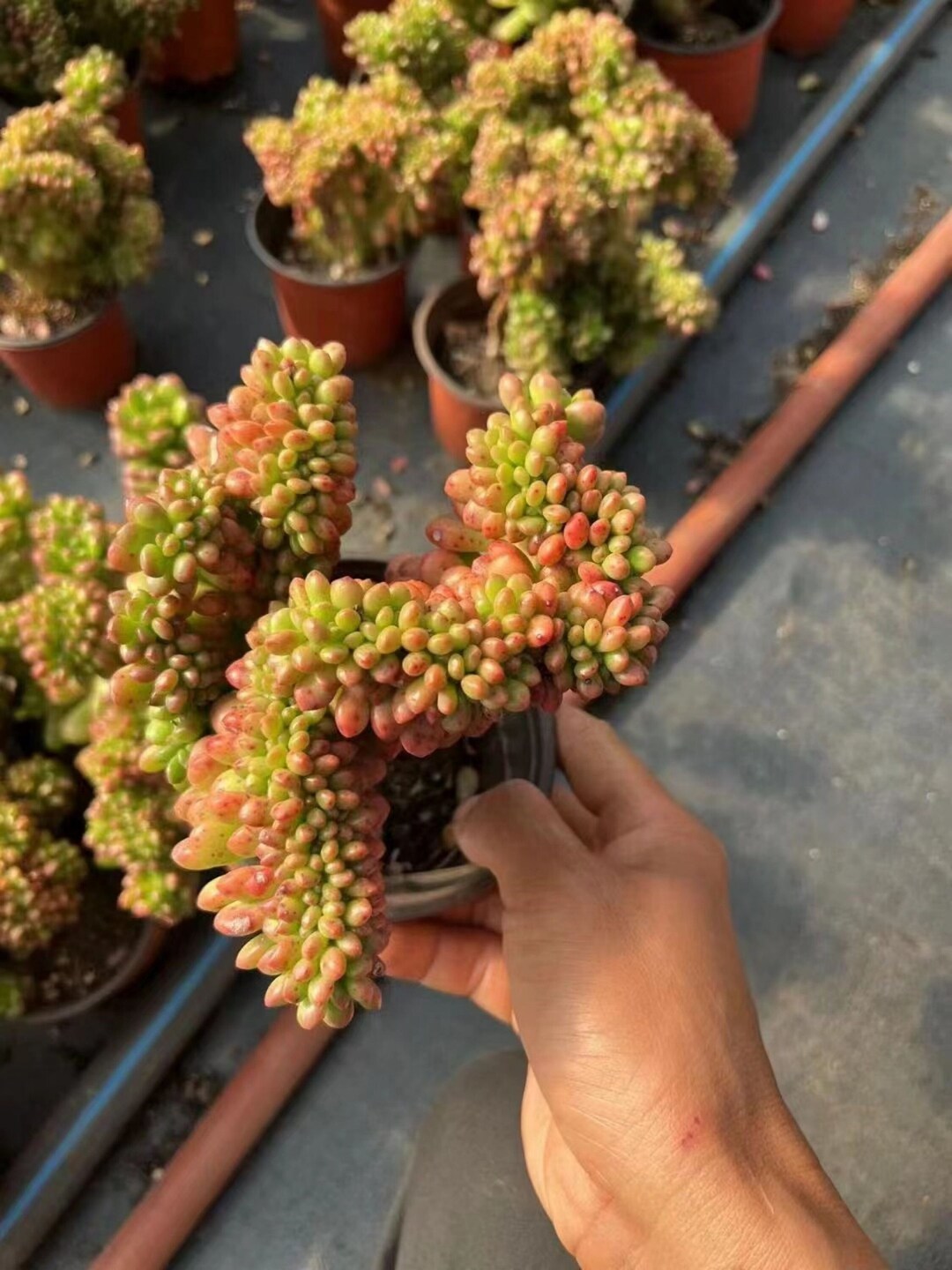 Live Succulents rare Succulents multihead Succulents sedum - Etsy
