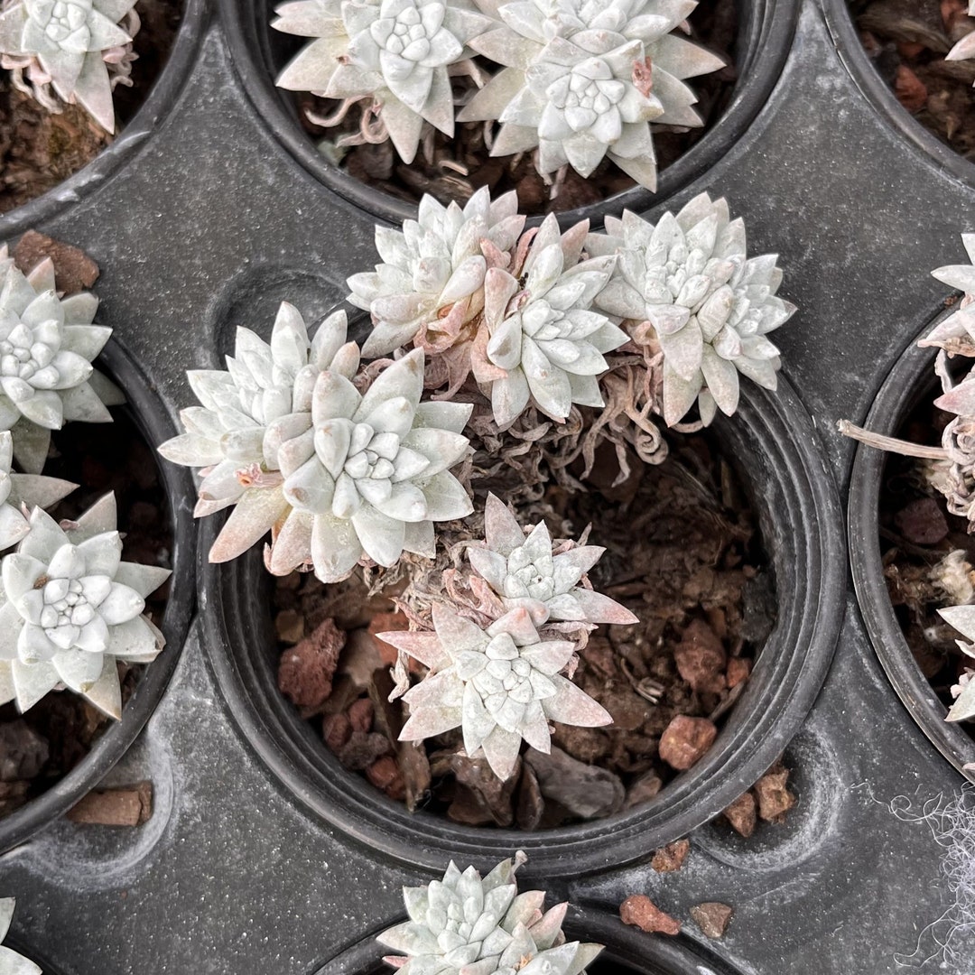 Live Succulents -rare Succulents - Dudleya Greenei White Sprite - Etsy