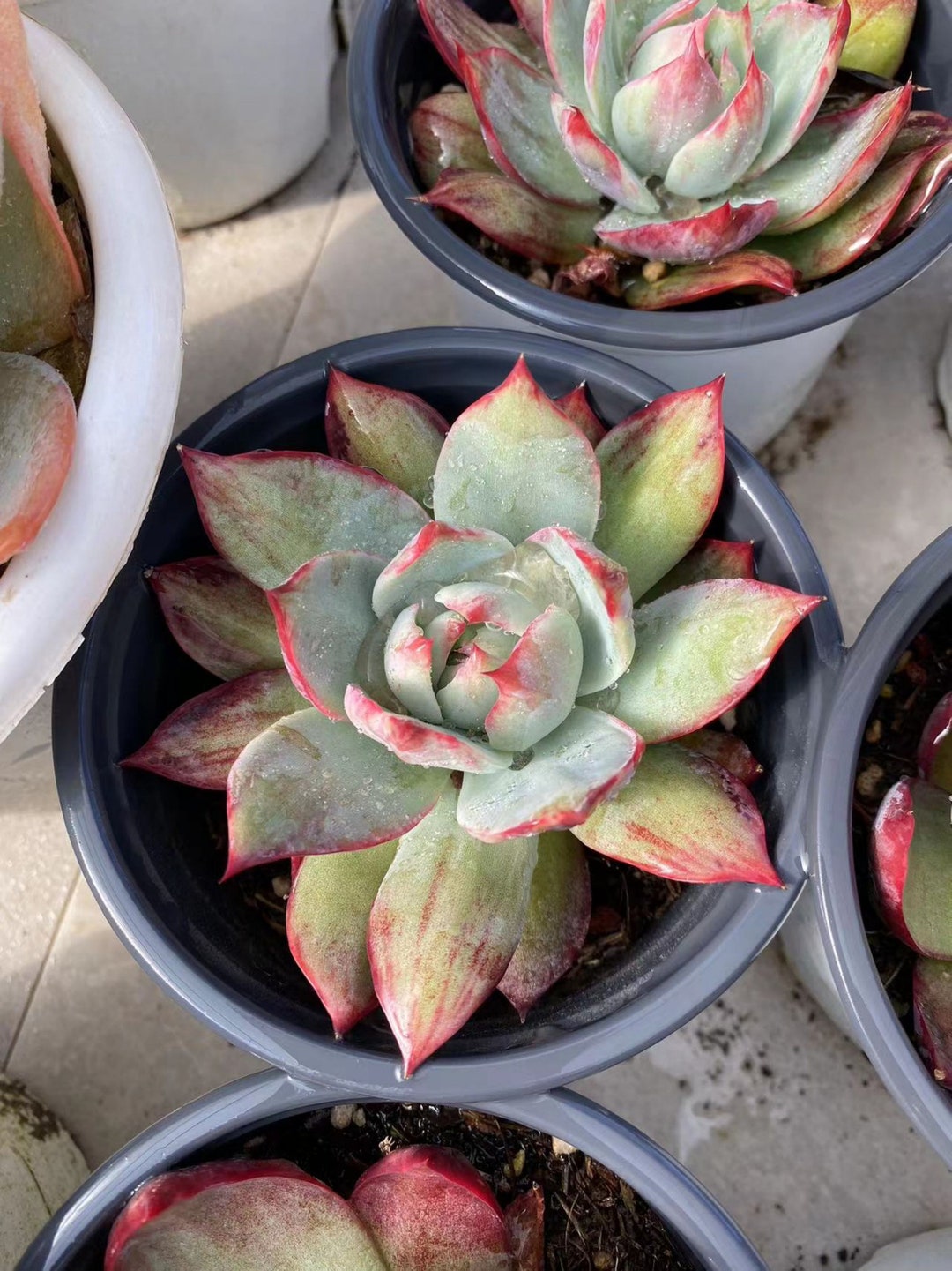 Live Succulents -rare Succulents -echeveria Agavoides 'casio' - Etsy
