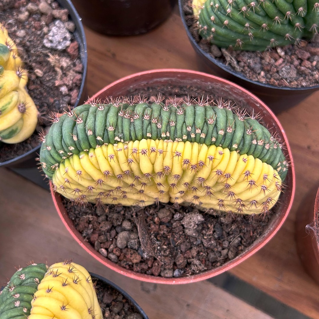 Live Cactus-rare Cactus-gymnocalycium Cristata Variegated - Etsy
