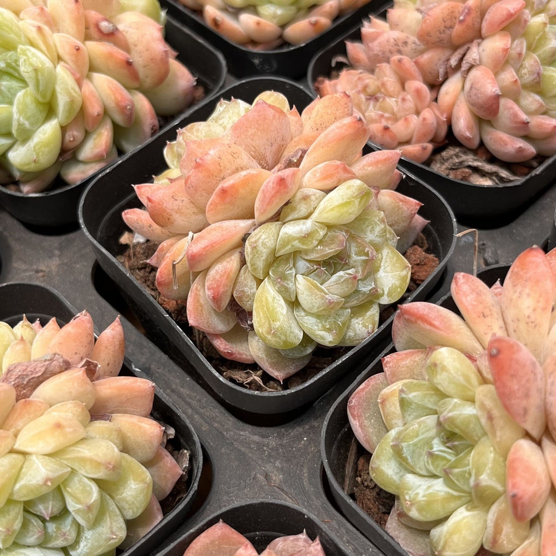 Live Succulents -rare Succulents - Echeveria Ice Grapes - Etsy