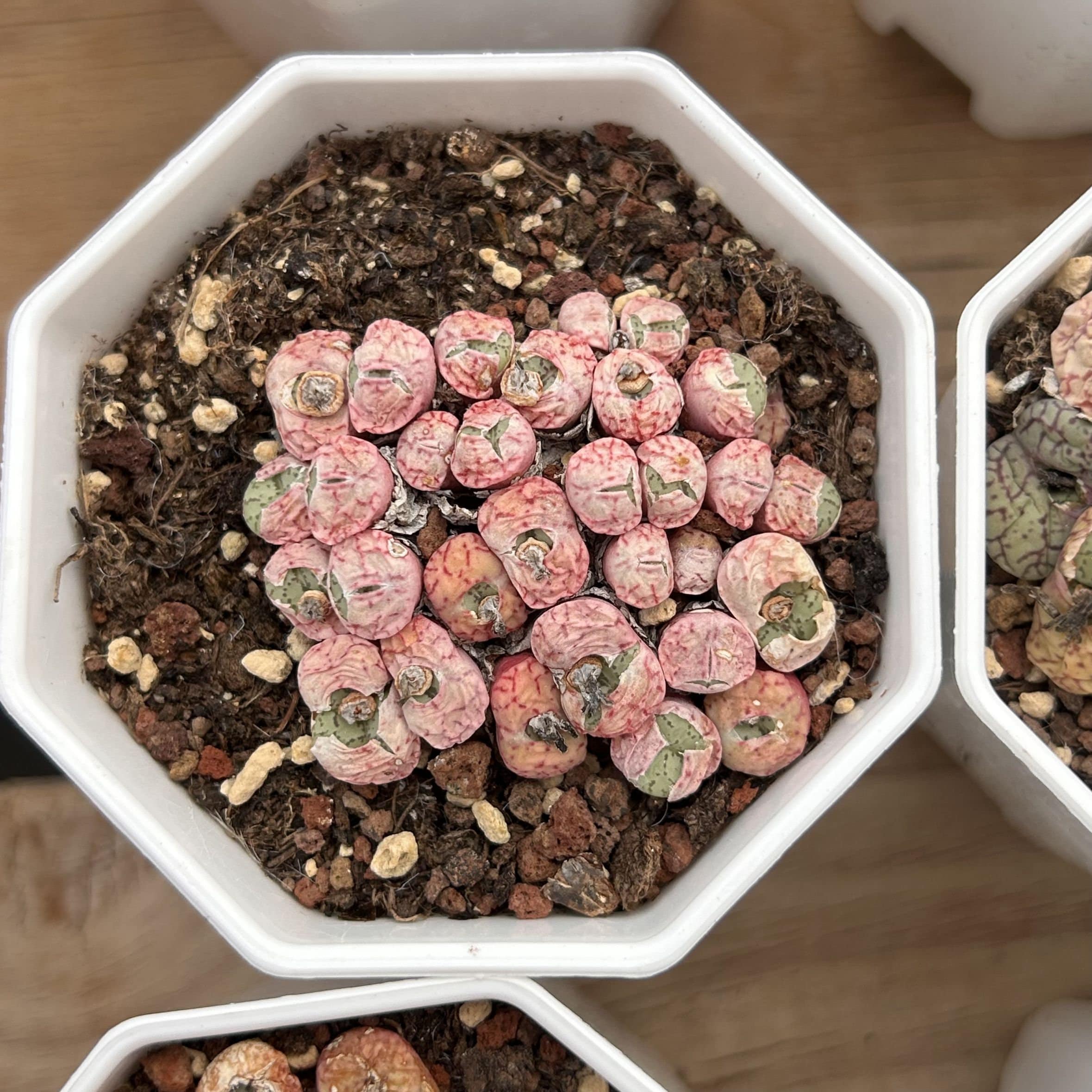 Live Succulents -rare Succulents -conophytum Minimum Wittebergense - Etsy