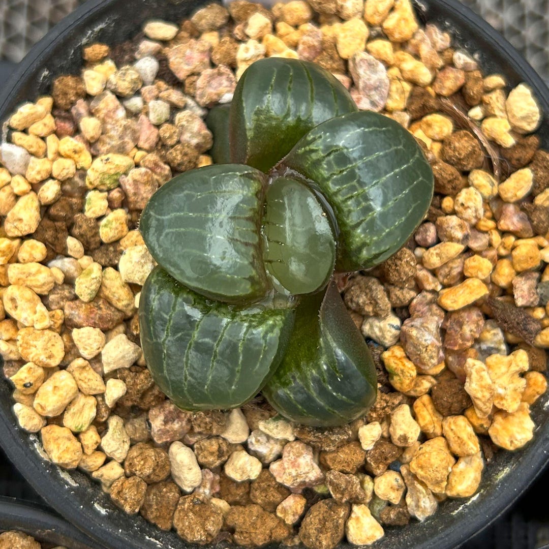 Live Succulents -rare Succulents -haworthia Crystal Grapes - Etsy