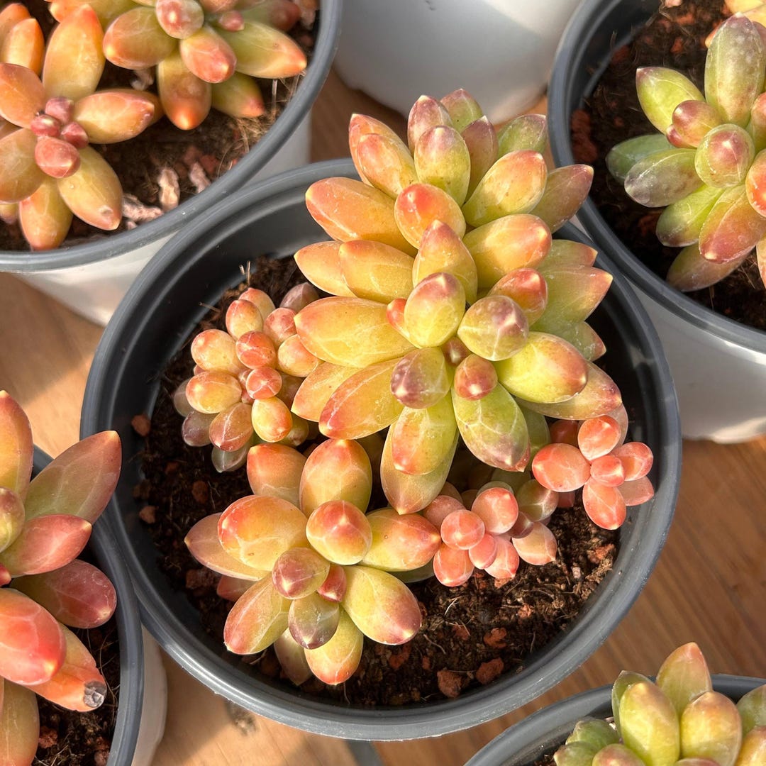 Live Succulents -rare Succulents -multihead Succulents - Pachyphytum ...