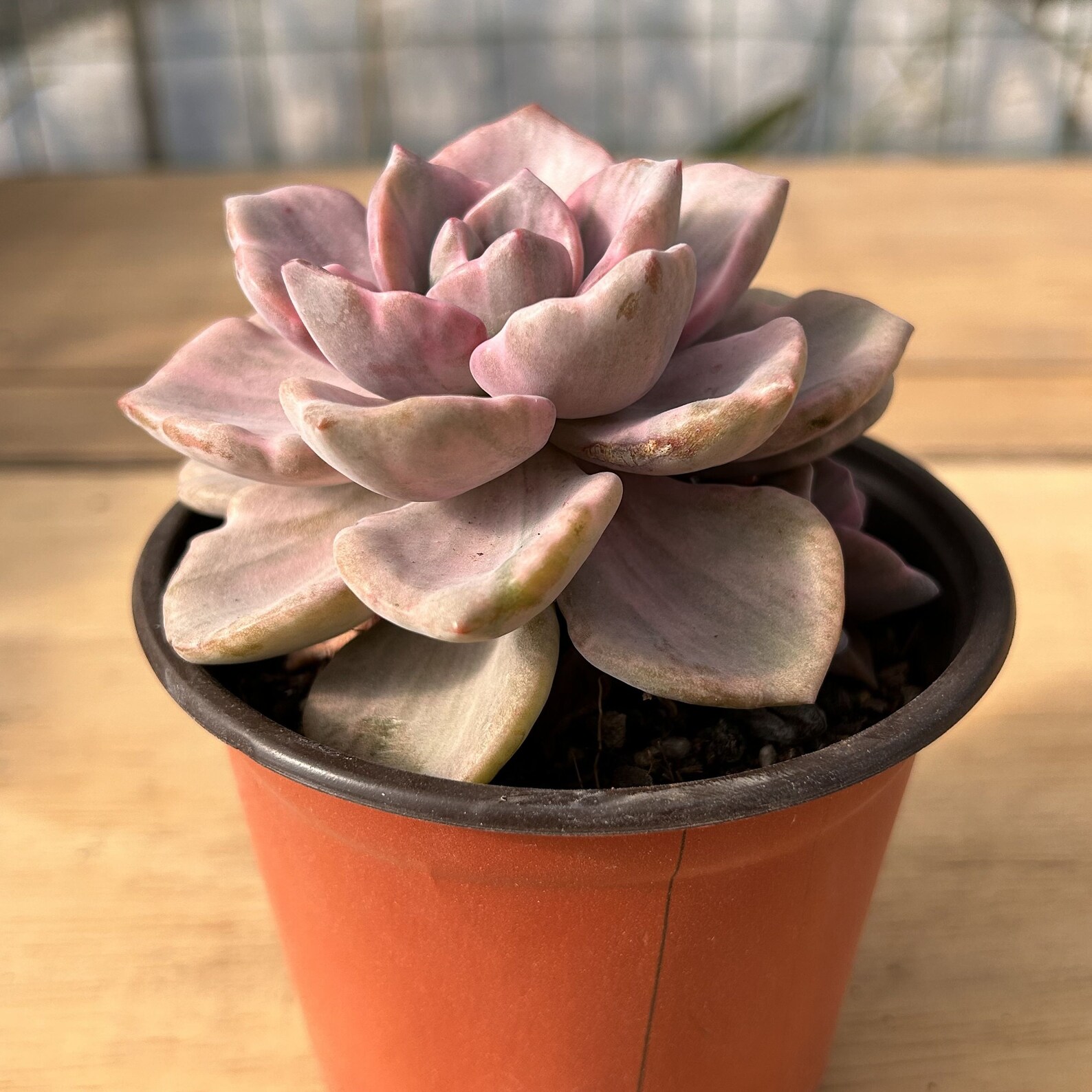 Live Succulents -rare Succulents -graptoveria Mrs Richards Variegata - Etsy