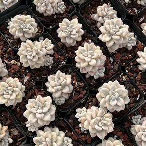 Live Succulents -rare Succulents - Graptopetalum SP Ellen Variegated - Etsy