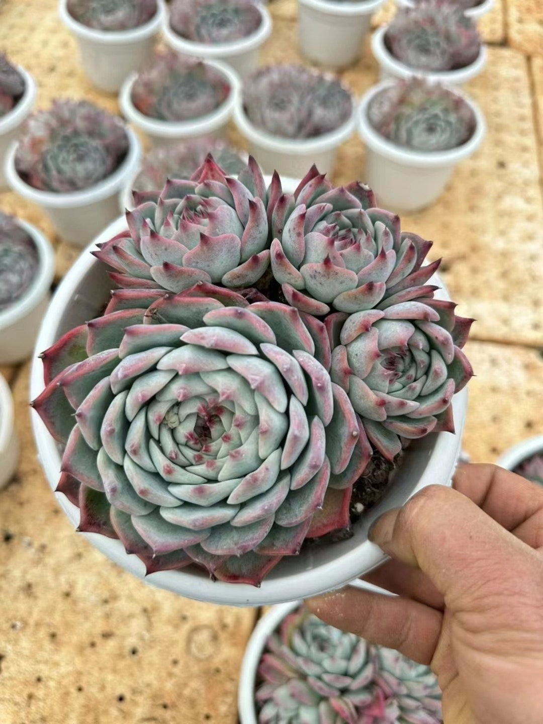 Live Succulents rare Succulents multihead Succulents echeveria 'peach ...