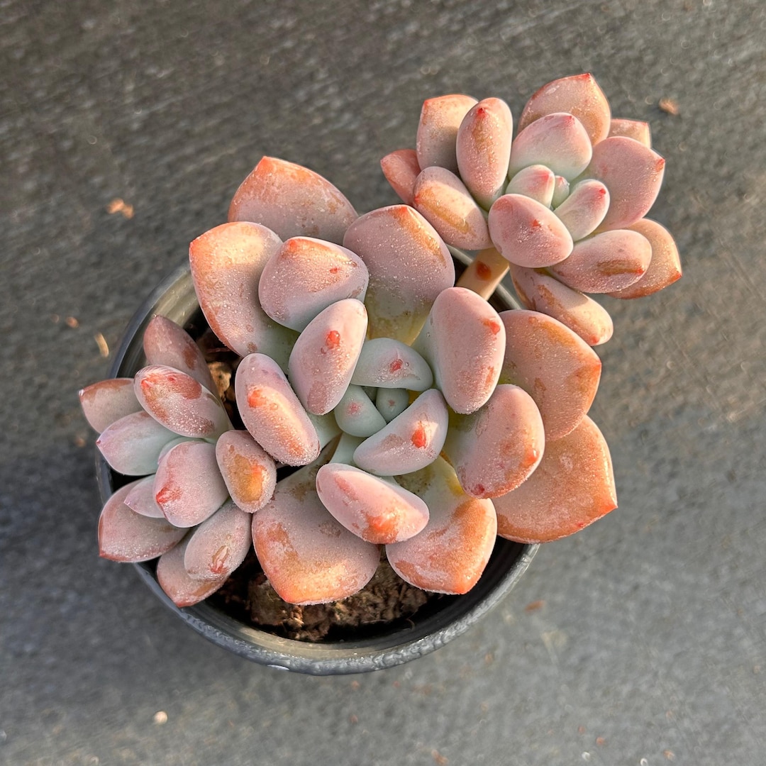 Live Succulents -rare Succulents -multihead Succulents -graptoveria Opalina - Etsy
