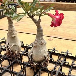 Live Succulents rare Succulents Adenium Obesum - Etsy
