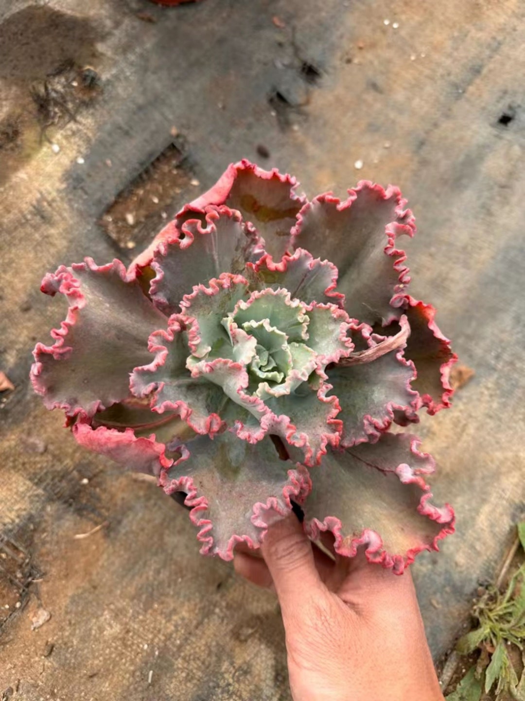 Live Succulents -rare Succulents -echeveria Dick Wright - Etsy