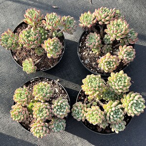 Live Succulents -rare Succulents - Sedeveria Blue Apple - Etsy