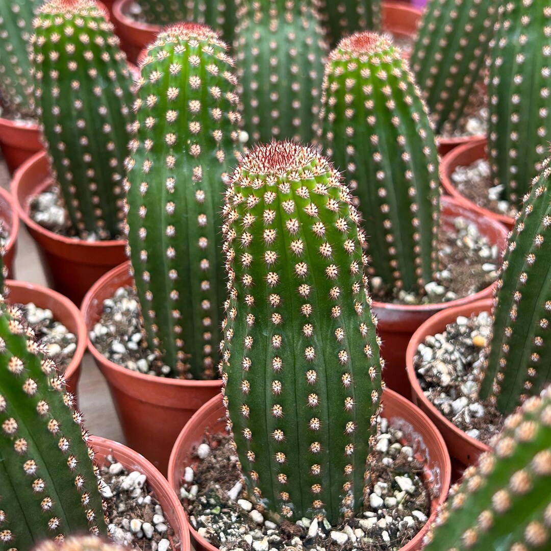 Live Cactus-rare Cactus-cactus Golden Column - Etsy