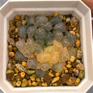 Live Succulents -rare Succulents -haworthia Ice Lantern Variegated - Etsy