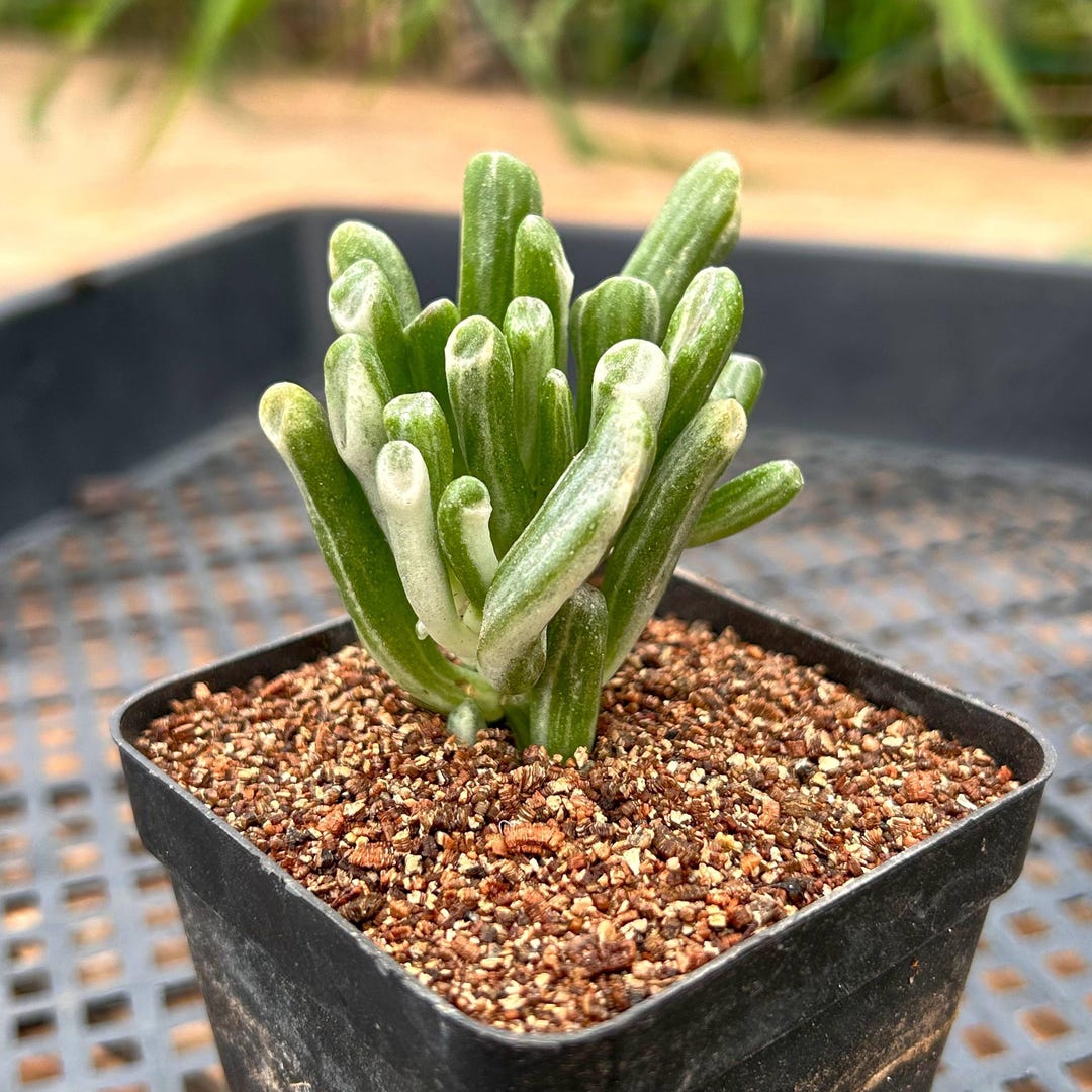 Live Succulents -rare Succulents - Crassula Obliqua Gollum Variegated ...