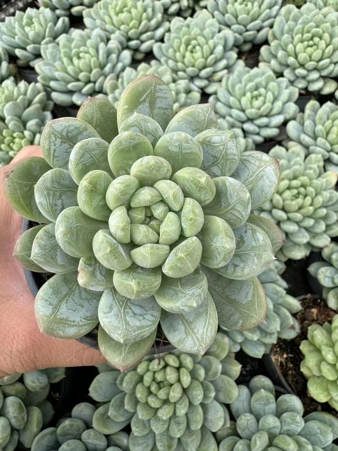Live Succulents rare Succulents multihead Succulents echeveria 'emerald ...