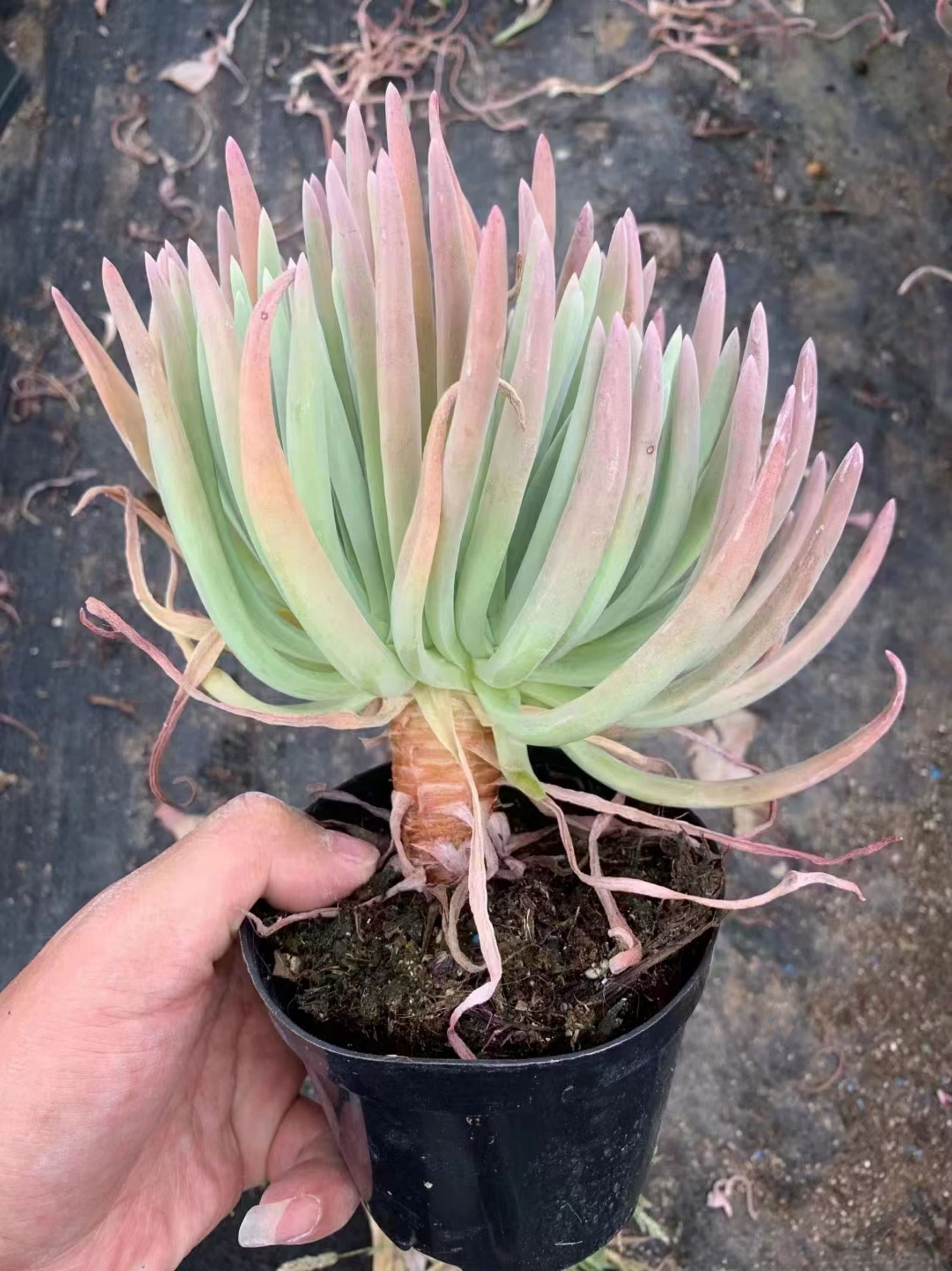 Live Succulents rare Succulents multihead Succulents - Etsy