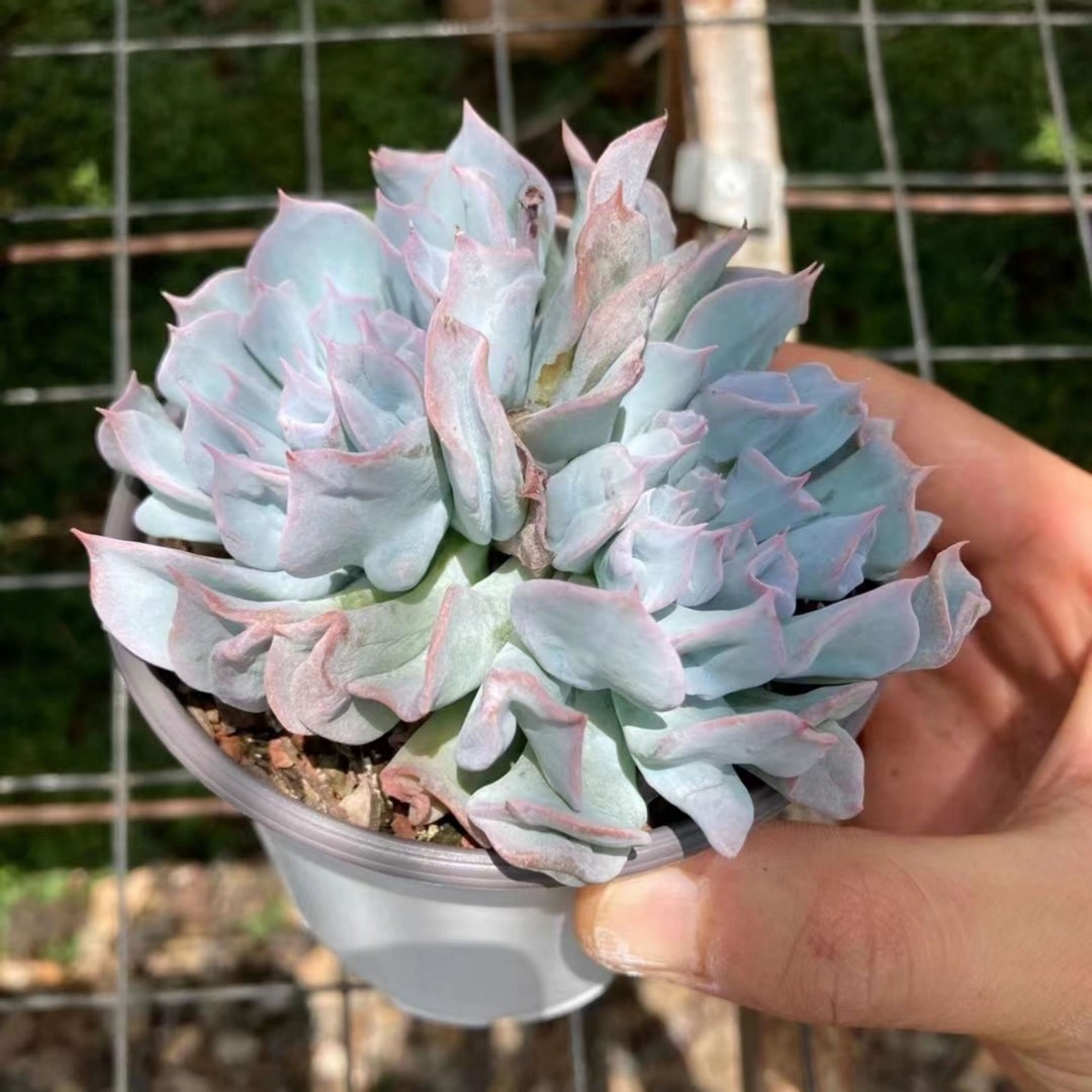 Live Succulents rare Succulents multihead Succulents - Etsy