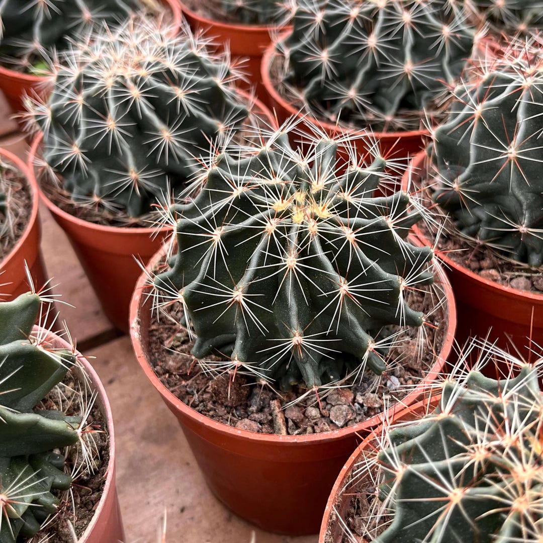 Live Cactus-rare Cactus-hamatocactus Setispinus - Etsy