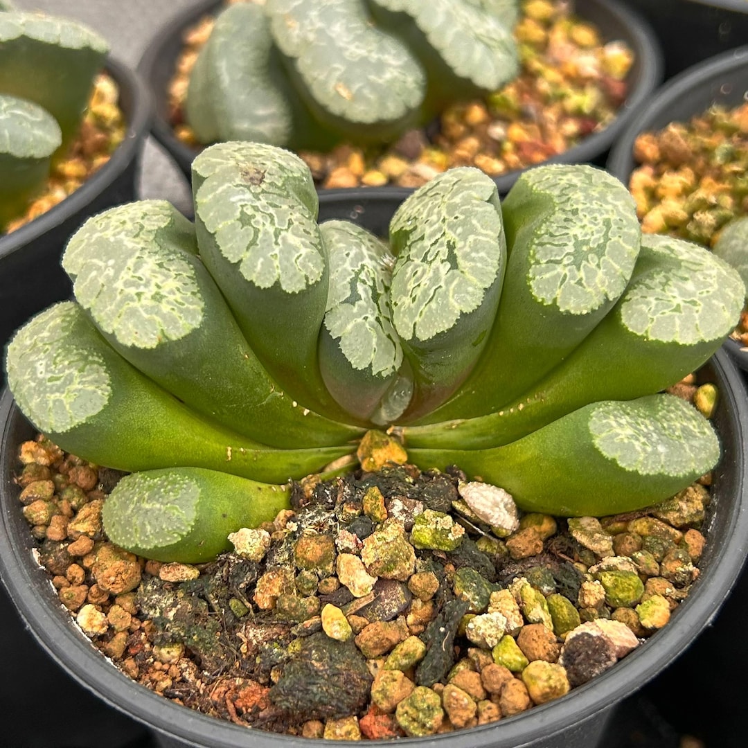 Live Succulents -rare Succulents -haworthia Truncata Huge Impetuous - Etsy