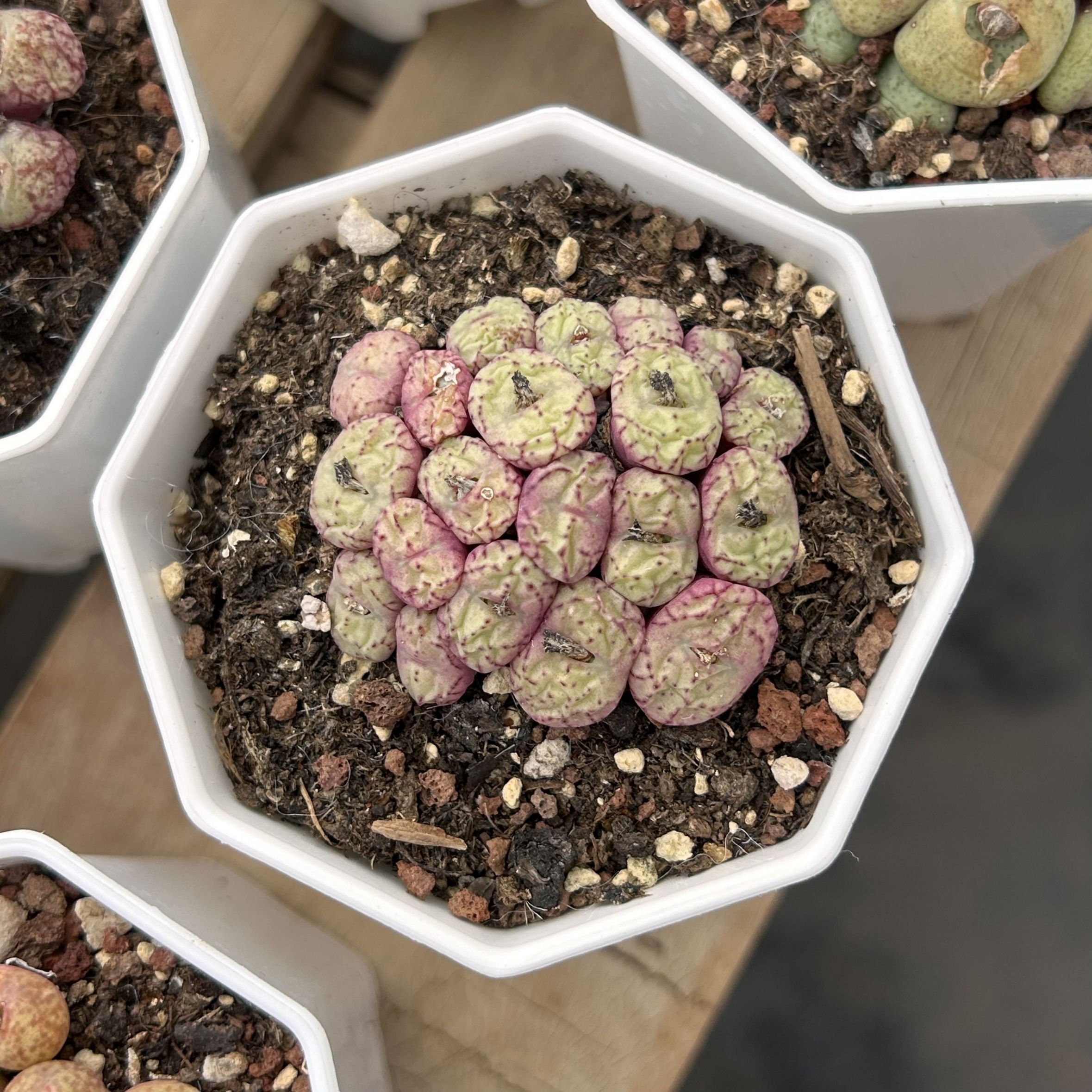 Live Succulents -rare Succulents -conophytum Minimum Wittebergense - Etsy