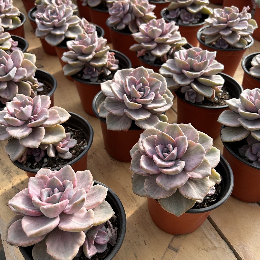 Live Succulents -rare Succulents -graptoveria Mrs Richards Variegata - Etsy