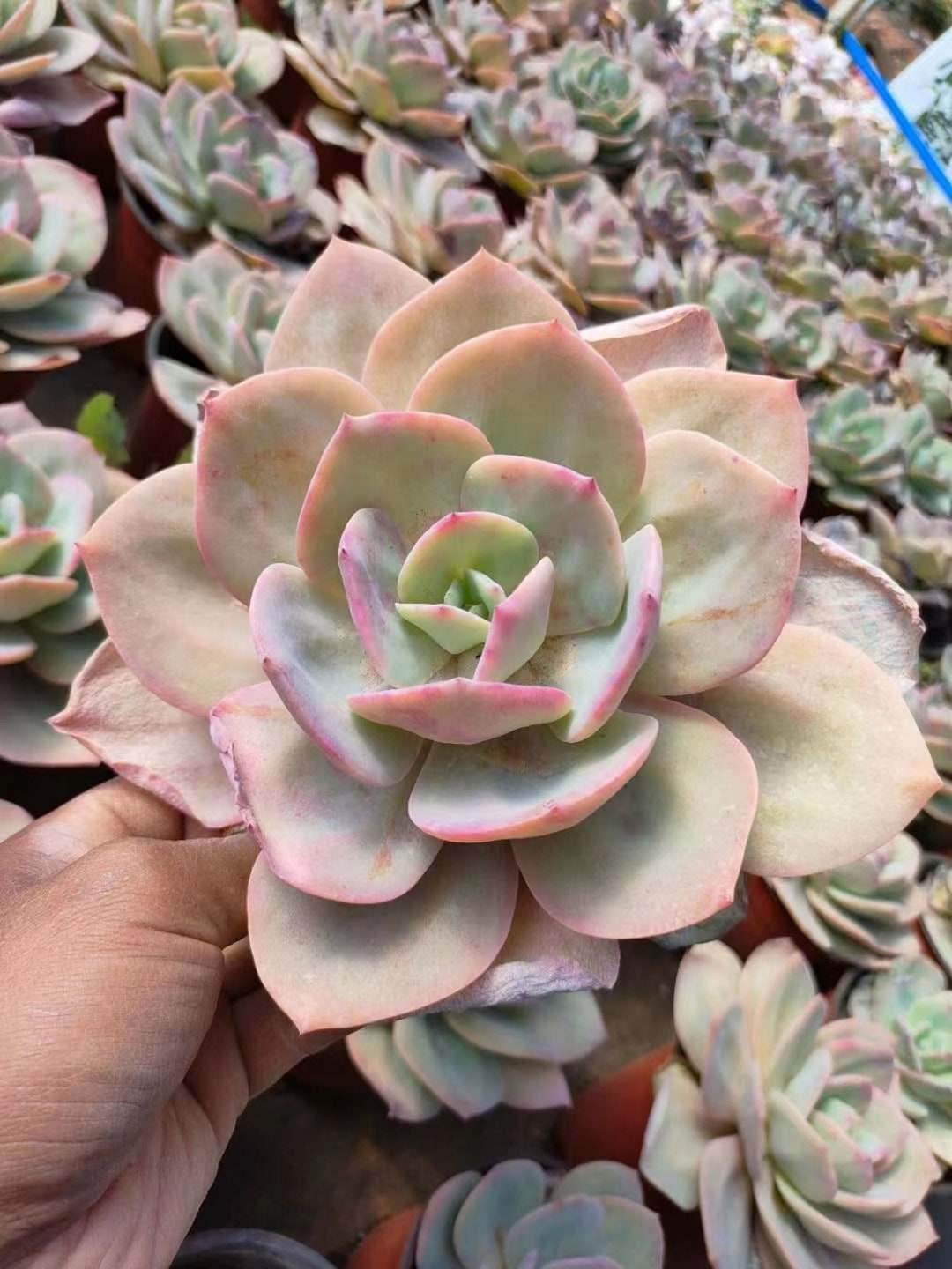 Live Succulents -rare Succulents -echeveria 'hakuhou' - Etsy