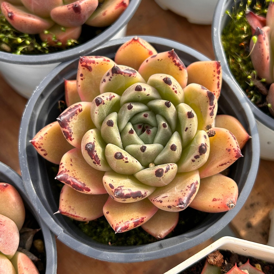 Live Succulents -rare Succulents -multihead Succulents - Echeveria Halloween - Etsy