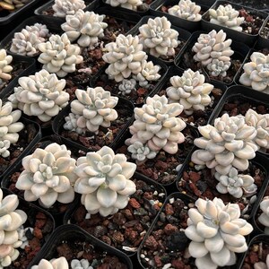 Live Succulents -rare Succulents - Graptopetalum SP Ellen Variegated - Etsy