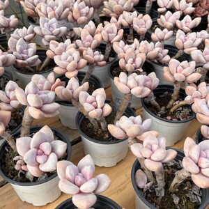 Live Succulents -rare Succulents -pachyphytum 'frost' - Etsy