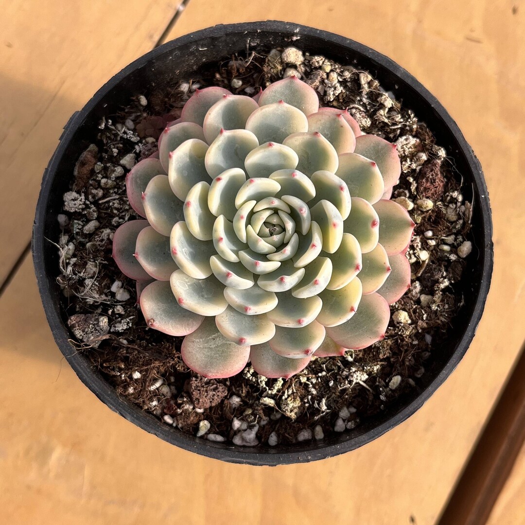 Live Succulents -rare Succulents -echeveria Minima Variegated - Etsy