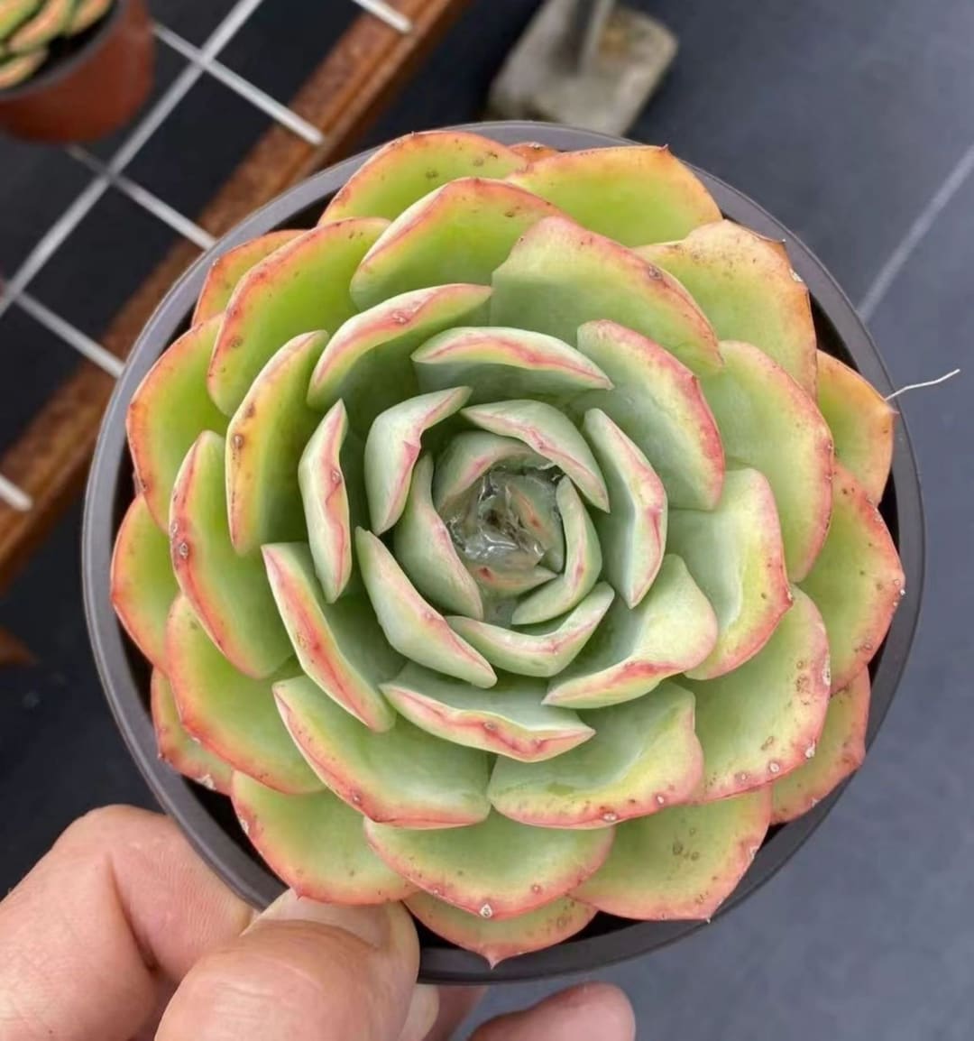 Live Succulents -rare Succulents -echeveria Morning Dew - Etsy