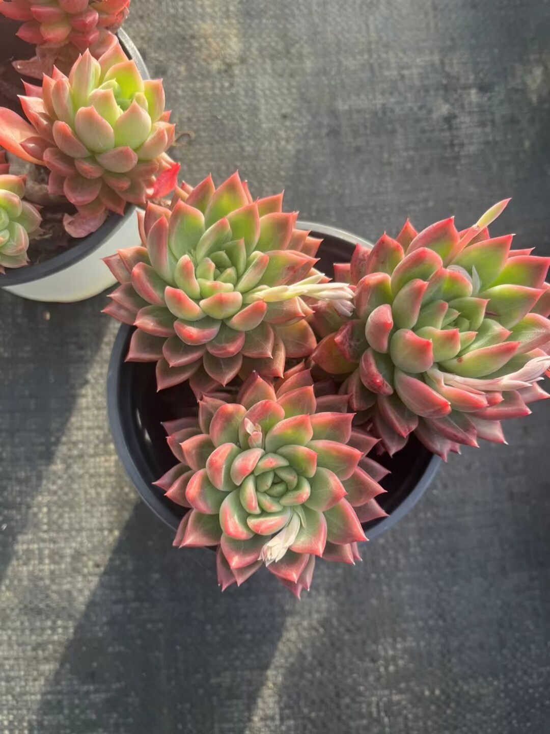 Live Succulents rare Succulents echeveria Princess Bingxin - Etsy