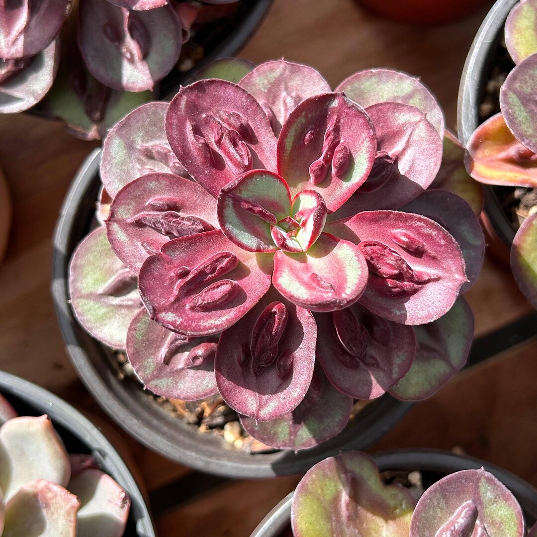 Live Succulents -rare Succulents -multihead Succulents - Echeveria ...