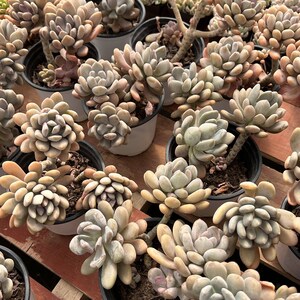 Live Succulents -rare Succulents -pachyphytum 'jiangnan' - Etsy