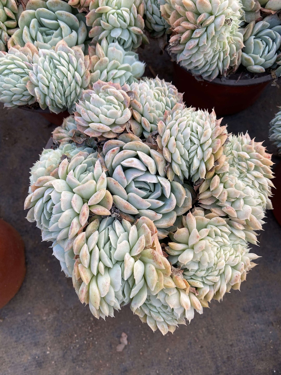 Live Succulents rare Succulents Echeveria Elegans Crested - Etsy