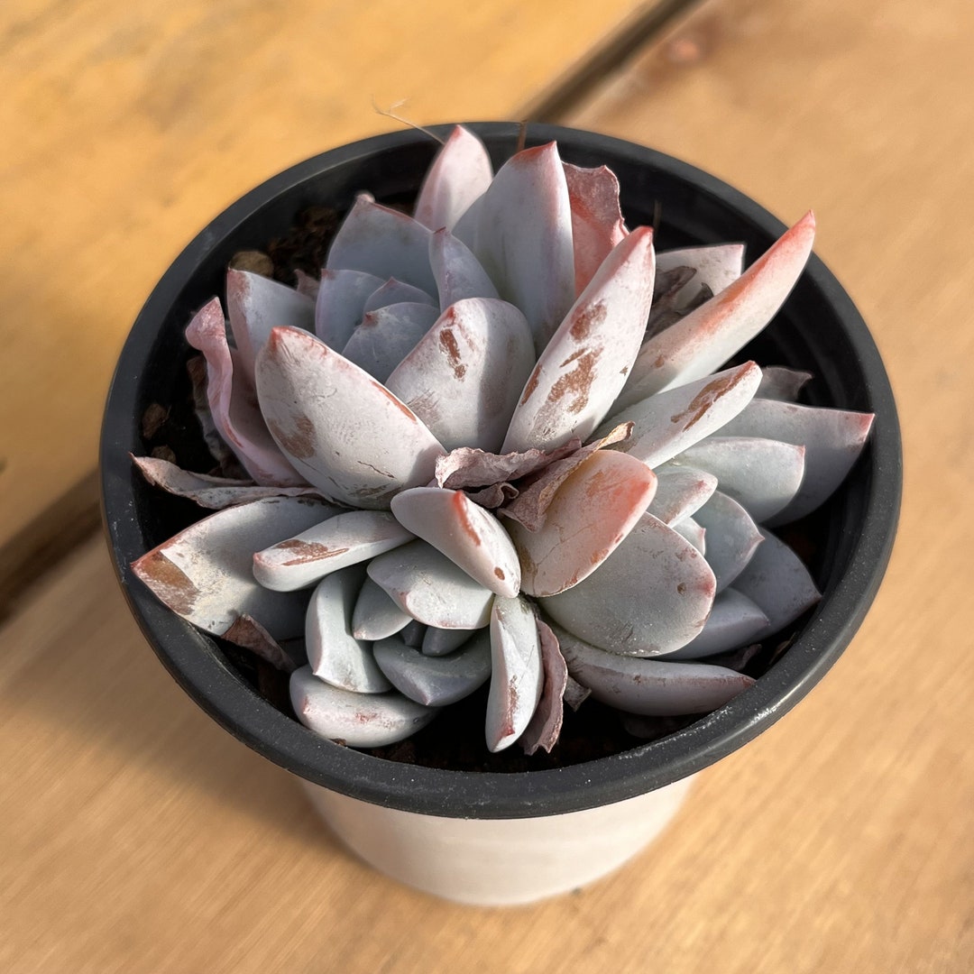 Live Succulents -rare Succulents -echeveria 'white Lotus' - Etsy