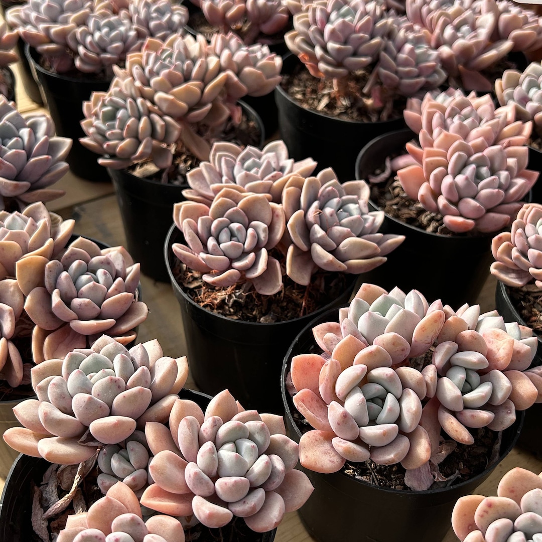 Live Succulents -rare Succulents -graptoveria 'white Dew' - Etsy